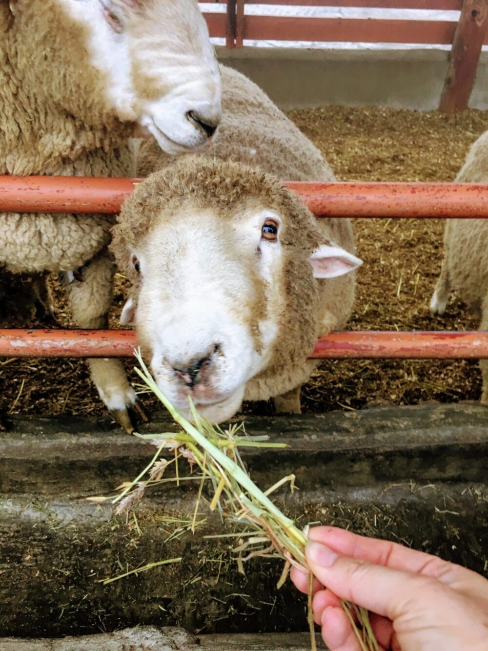 5 Unique Things To Do At Daegwallyeong Sheep Farm (with Directions ...
