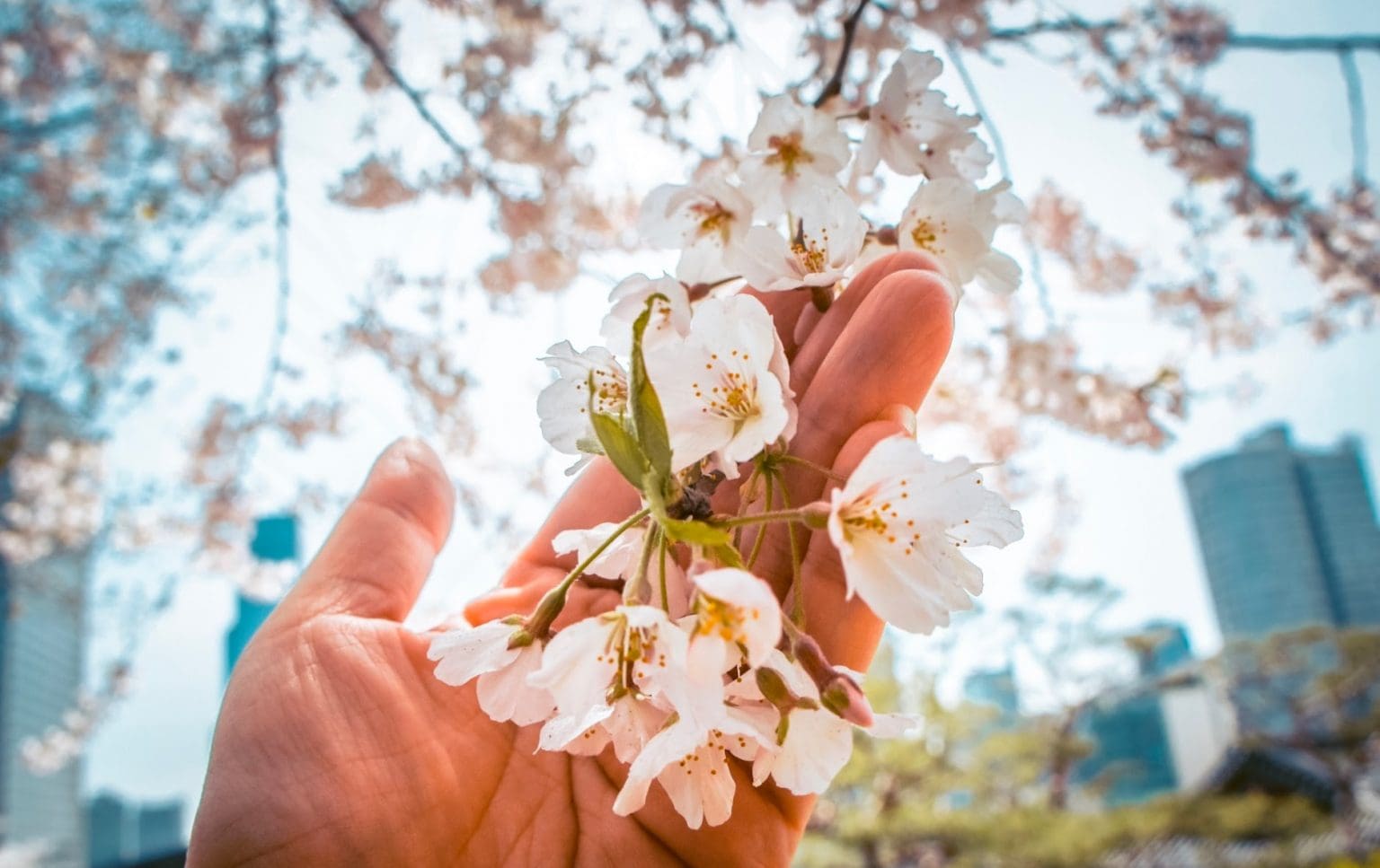 Top 5 Most Breathtaking Places To See Korean Cherry Blossoms (My ...