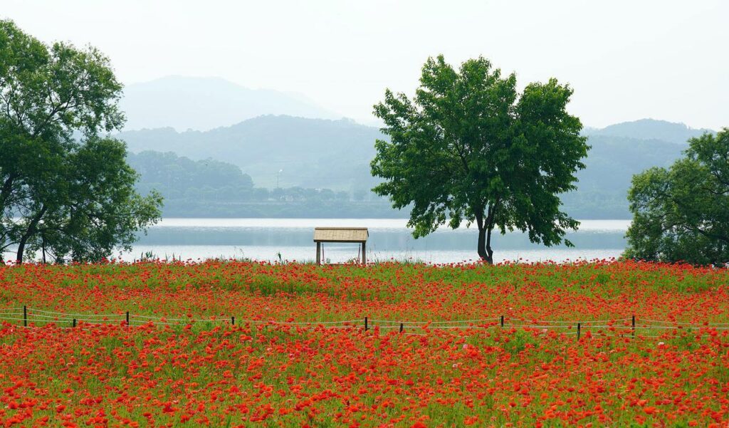 Korea In June 2026 Travel Guide | Lessons From 15 Years In Seoul ...