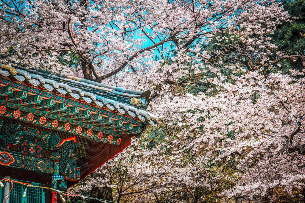 11 Secret Spots To See Cherry Blossoms In Seoul In Total Peace » Travel ...