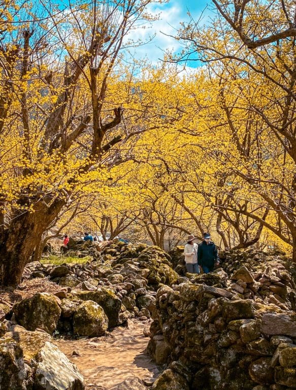 Top 5 Most Breathtaking Places To See Korean Cherry Blossoms (My ...