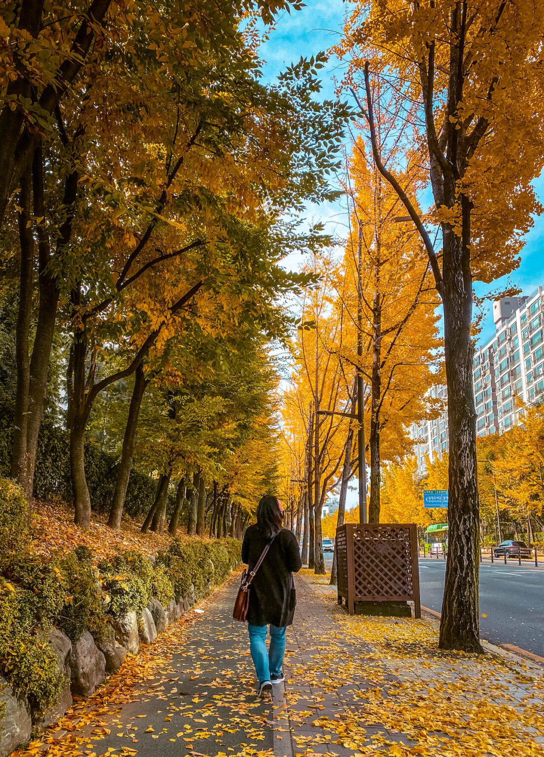 Autumn In Korea Forecast 2025 | 48 Exceptional Places To See ...