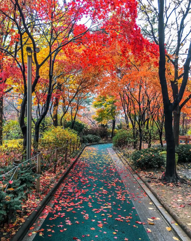 Autumn In Korea Forecast 2025 | 48 Exceptional Places To See ...