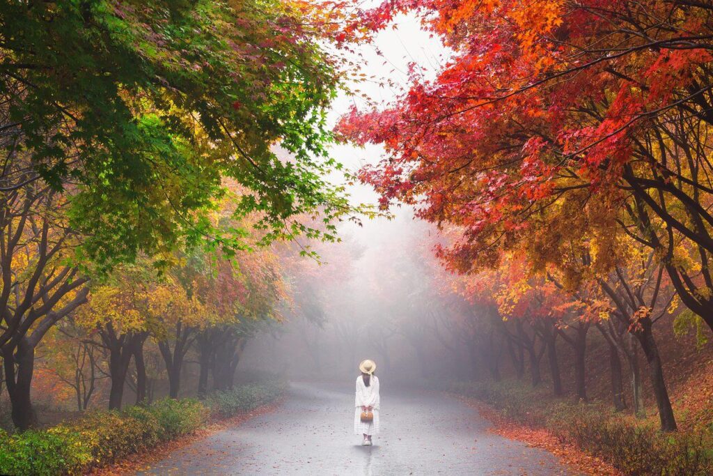 Autumn In Korea Forecast 2025 | 48 Exceptional Places To See ...