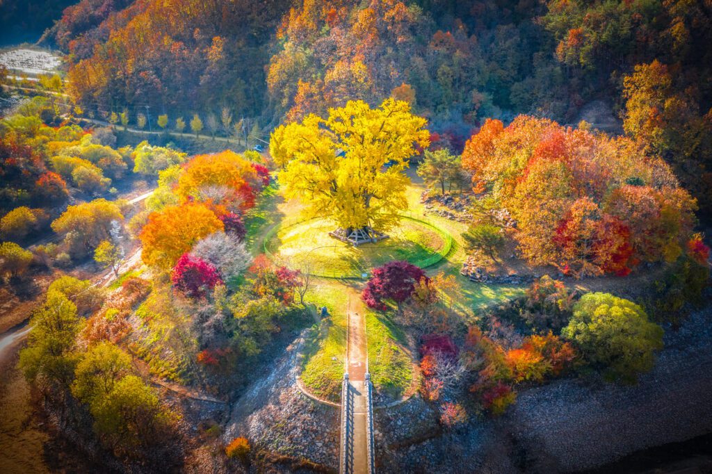 Ginkgo Tree Roads In Korea | 14 Awe-Inspiring Places To See Golden ...