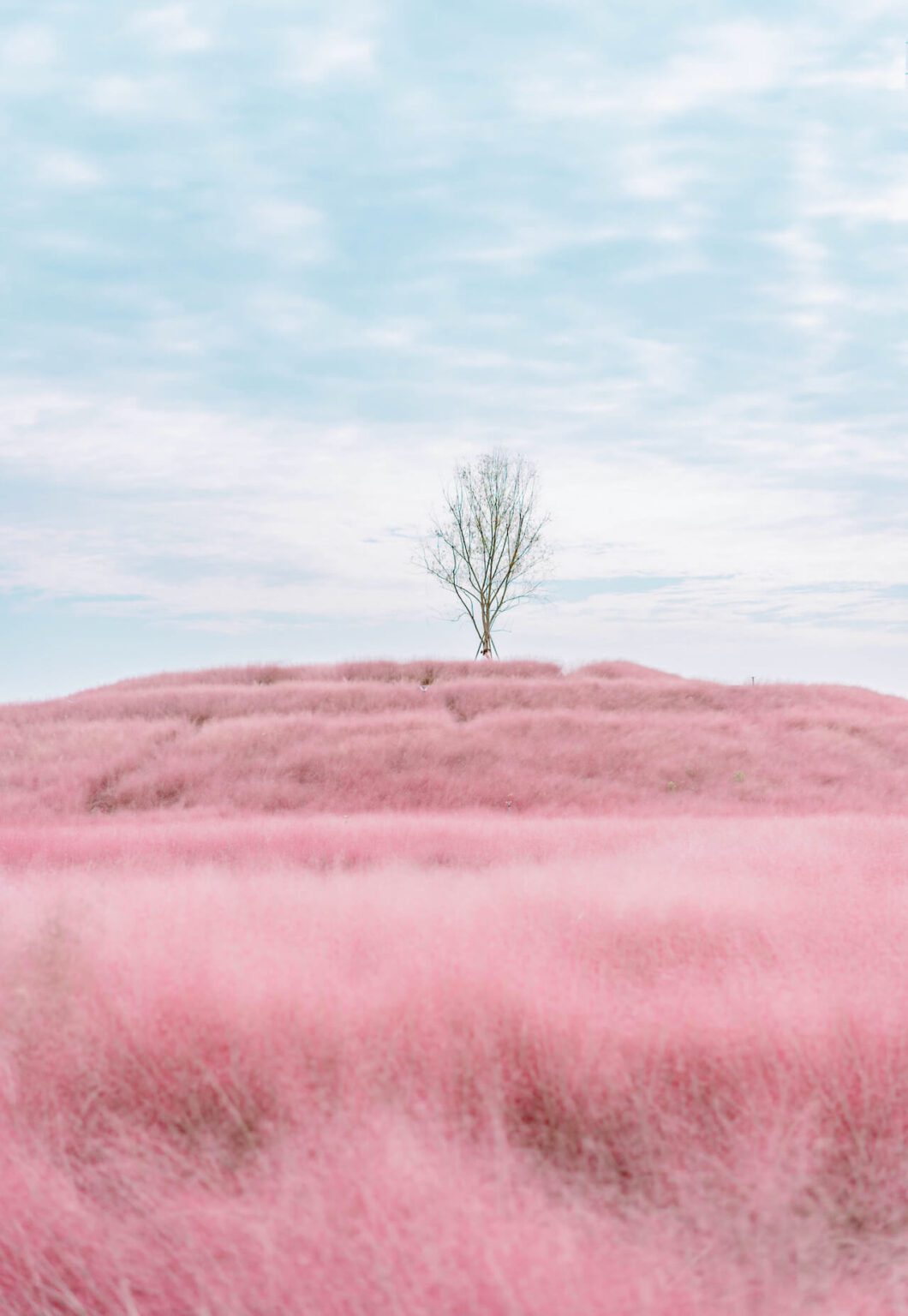 17 Surreal Spots To See Dreamy Pink Muhly In Korea In Autumn 2025 ...