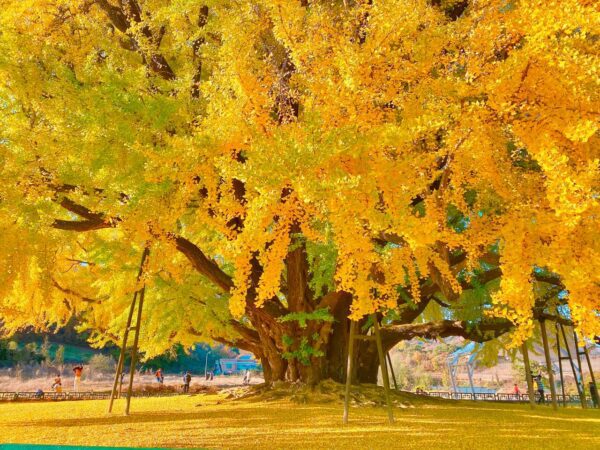 Ginkgo Tree Roads In Korea | 14 Awe-Inspiring Places To See Golden ...