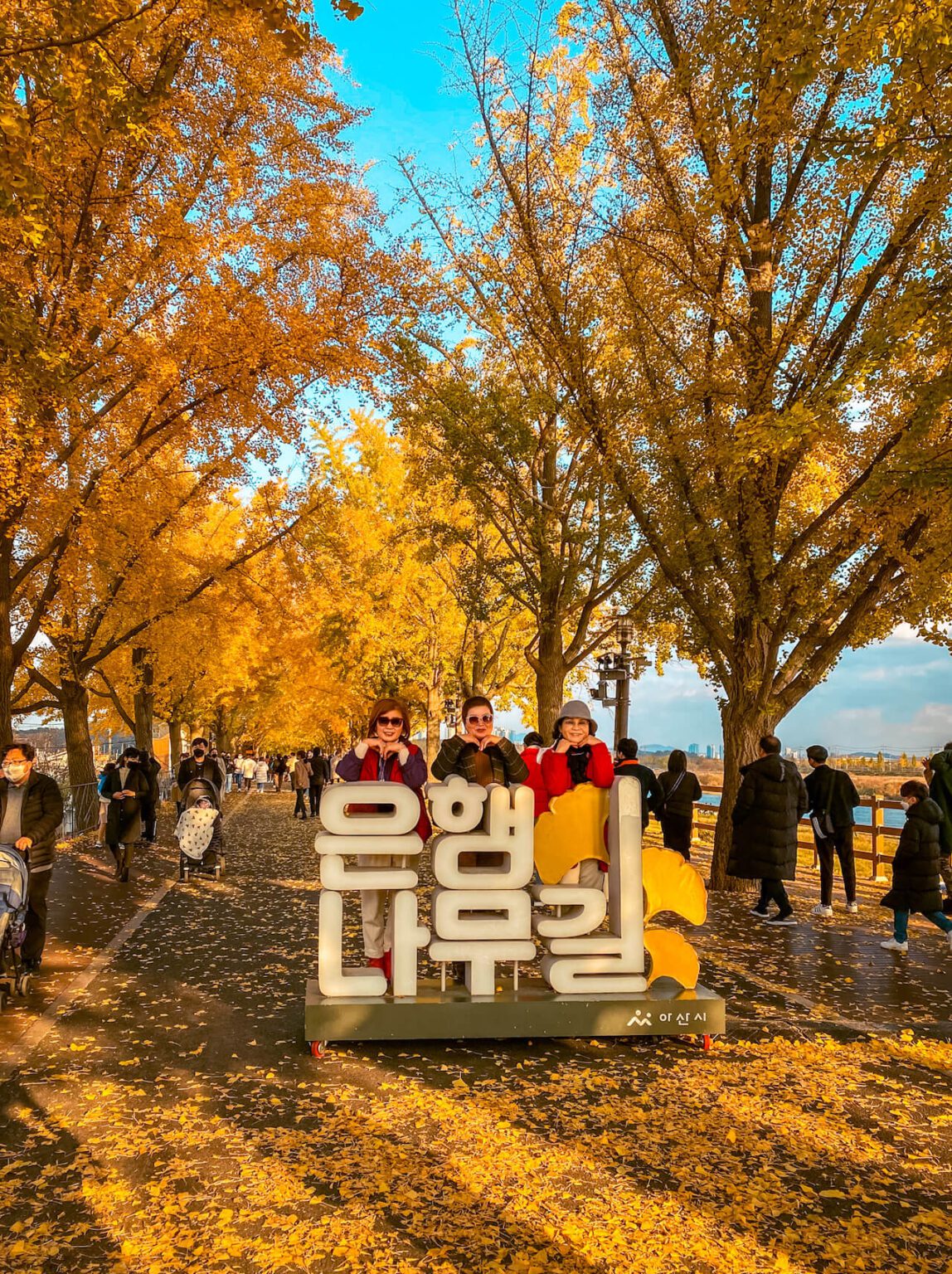 Ginkgo Tree Roads In Korea | 14 Awe-Inspiring Places To See Golden ...