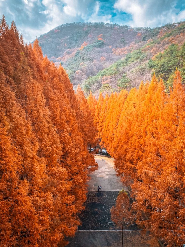 Jangtaesan Recreational Forest In Daejeon Is A Spectacular Metasequoia ...