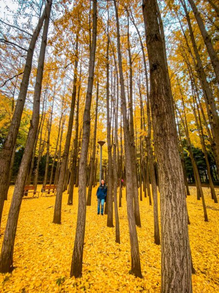 Ginkgo Tree Roads In Korea | 14 Awe-Inspiring Places To See Golden ...