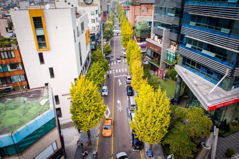 Ginkgo Tree Roads In Korea | 14 Awe-Inspiring Places To See Golden ...