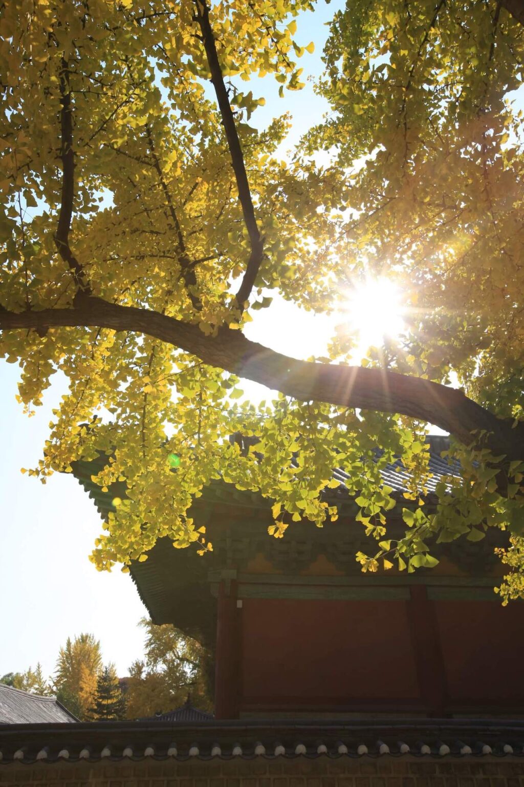 Ginkgo Tree Roads In Korea | 14 Awe-Inspiring Places To See Golden ...