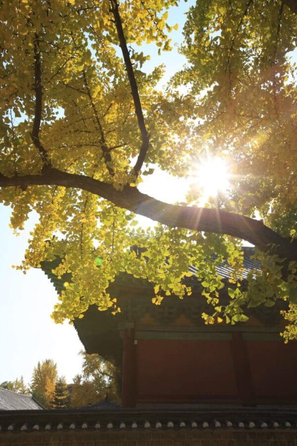 Ginkgo Tree Roads In Korea | 14 Awe-Inspiring Places To See Golden ...