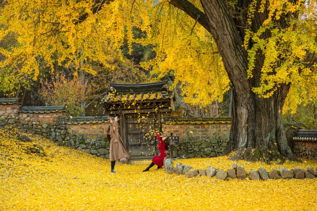 Ginkgo Tree Roads In Korea | 14 Awe-Inspiring Places To See Golden ...