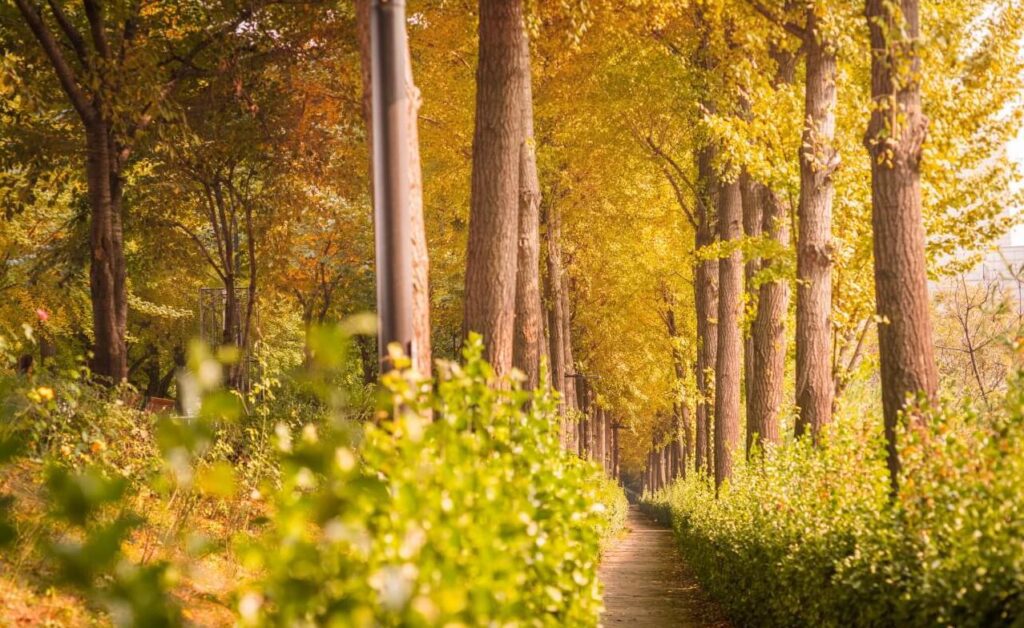 Ginkgo Tree Roads In Korea | 14 Awe-Inspiring Places To See Golden ...