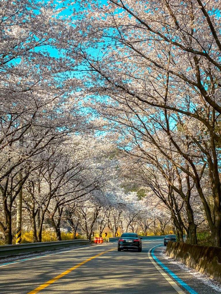 Top 5 Most Breathtaking Places To See Korean Cherry Blossoms (My ...