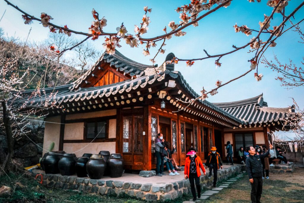 How To Visit The Gwangyang Maehwa Festival 2026 | Korea's First Spring ...