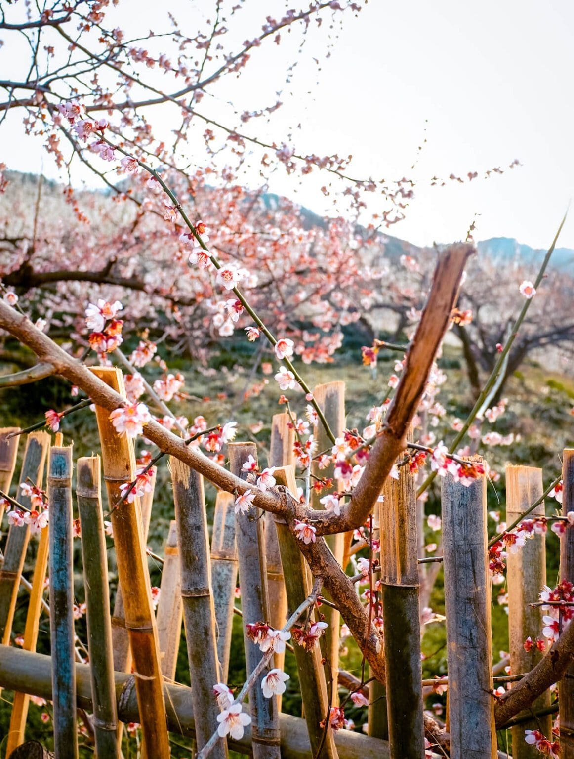 How To Visit The Gwangyang Maehwa Festival 2026 | Korea's First Spring ...