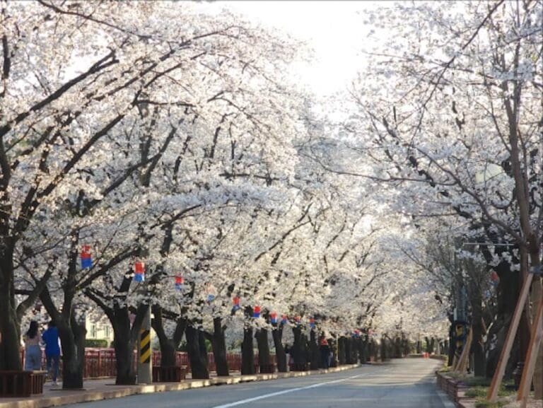 Korea In April 2026 | A Local's Take On The Best Spring Adventures ...